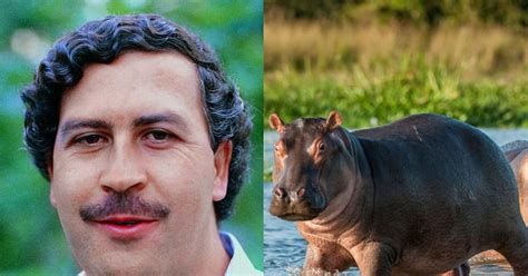 Hipopótamos Traídos Por Pablo Escobar Serán Declarados Especie Invasora