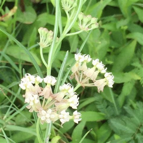 Slim Milkweed Asclepias Linearis Plant Care And How To Grow Water
