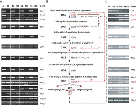 Altered Expression Patterns Of Genes Associated With The Mep Pathway In
