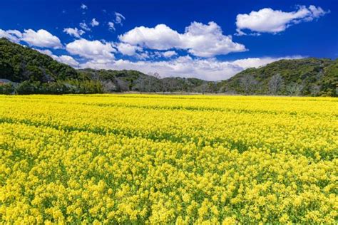 이와타 시 스톡 사진 및 일러스트 Istock
