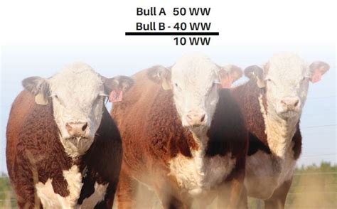 Making Epds Understandable Ohio Beef Cattle Letter