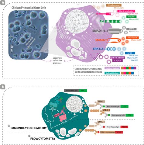 鸡原始生殖细胞强化培养scientific Reports X Mol