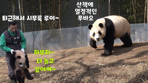 에버랜드 판다 플레이봉에서 남천나무랑 재밌게 노는데 할부지가 퇴근하자고 해서 시무룩 퇴근 루이바오 산책에 열정적인