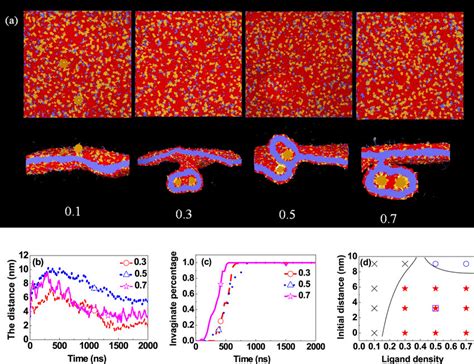 Internalization Of Two Medium Positively Charged Nps D 45 Nm On