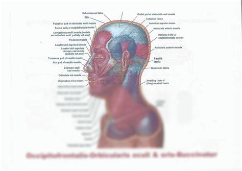 Solution Anatomy Musculoskeletal Ii Atlas Part 1 Dural Folds Coronal