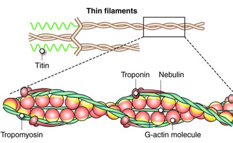 Cbse Class 11 Biology Muscles And Contractile Proteins Otosection