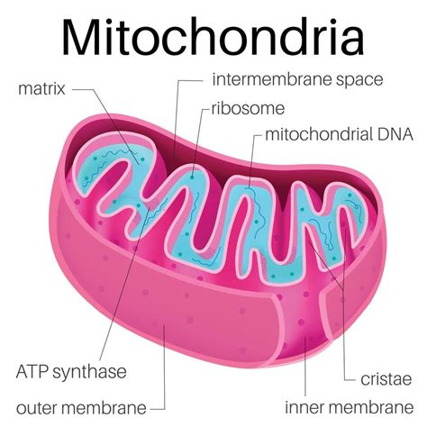Mitochondria Is An Organelle Found In The Cells 21775898 Vector Art At