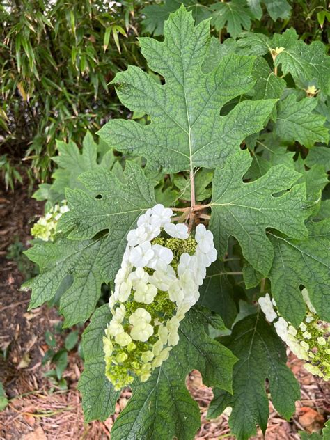 Hydrangea Quercifolia Trees And Shrubs Online
