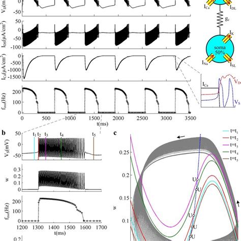 Bursting Activities Associated With Dendritic Ca 2 Spike In A More