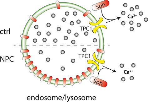 Intracellular Sphingosine Releases Calcium From Lysosomes Elife