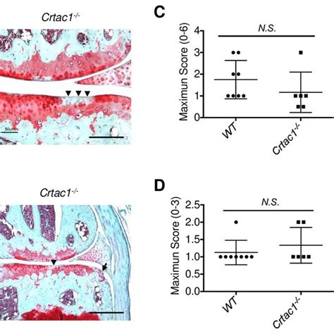 Crtac1 Knockout Mice Demonstrate Normal Bone And Cartilage Development