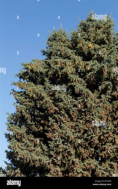 Tree With Cones Stock Photo Alamy