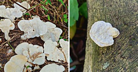 White Cheese Polypore Identification Guide Mushroom Appreciation