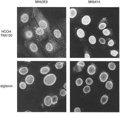Localization Of P97 Download Scientific Diagram