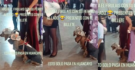 TikTok perritos jeques llegan a matrimonio huancaíno con billetes