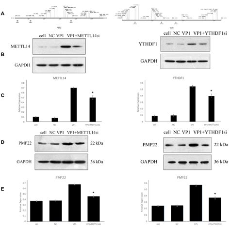 Pdf Enterovirus 71 Structural Viral Protein 1 Promotes Autophagy By