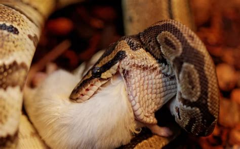 Why Wont My Ball Python Eat Rats Reptile Jam
