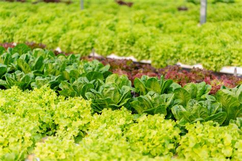 Agribusiness Farmer And Hydroponic Farming Concept Product Of S Stock