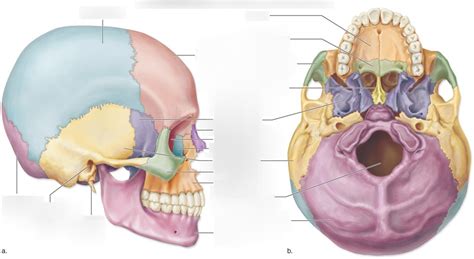 Diagram Human Skull Diagram Quizlet