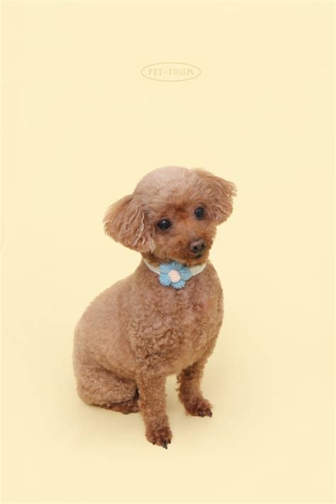 포토이즘 서포터즈 강아지 증명사진 펫토이즘을 찍어보아요 네이버 블로그