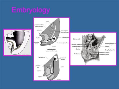Clarifying Ambiguous Genitalia