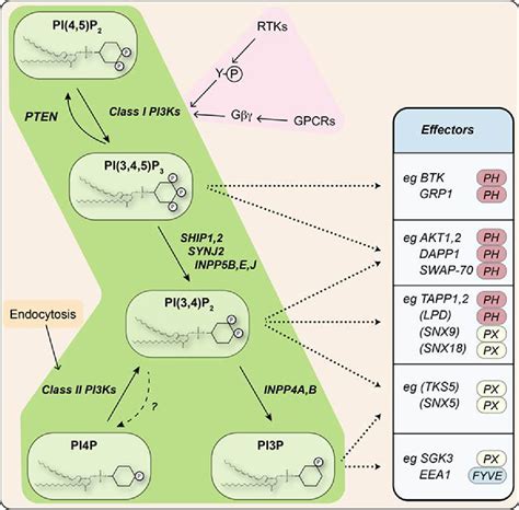 Figure 3 From Emerging Evidence Of Signalling Roles For Pi 3 4 P2 In
