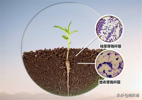 微生物菌和矿源黄腐酸钾的完美相遇，重茬、连作障碍统统搞定土壤