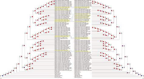 Coalescent Based Species Trees From 261 From The Angiosperm 353 Set Download Scientific Diagram