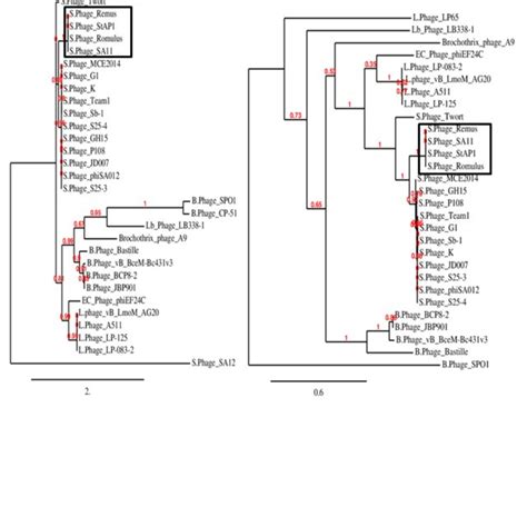 Phylogenetic Analysis Of The Major Capsid Proteins A And Tail Sheath