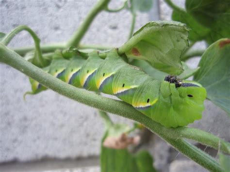 Hero爺 ブログ Caterpillar 芋虫 イモムシ Imomushi いもむし