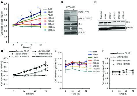 Sfk Inhibition Prevents The Dormant To Proliferative Switch Of D20r