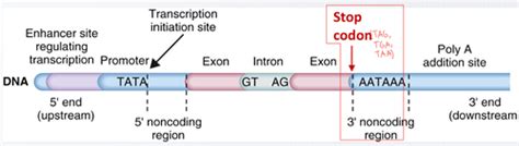 Biol 103 Lesson 4 Gene Structure And Transcription Flashcards Quizlet