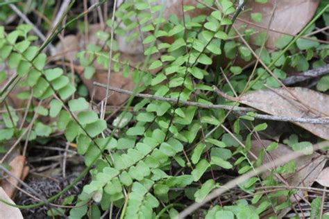 Asplenium Flabellifolium Nb Plant Areas