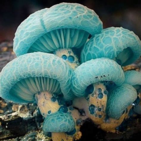 The Fantasy Corner Mycellium Network Tumblr Blog Tumlook