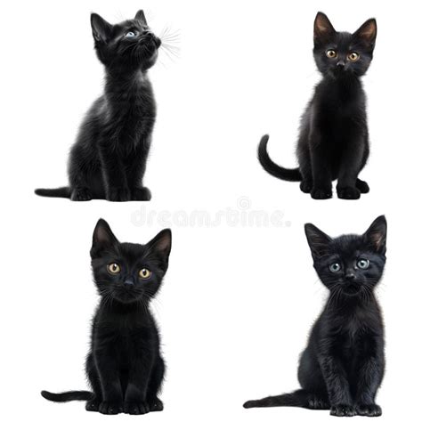 Four Black Kittens Sitting And Looking Up Stock Image Illustration Of