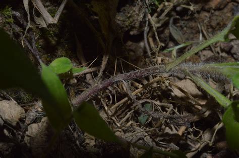 Andrographis Macrobotrys Eflora Of India
