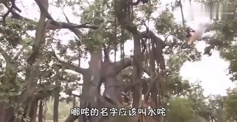 李靖的大儿子叫金吒，二儿子叫木吒，三儿子为什么不叫水吒？凤凰网视频凤凰网
