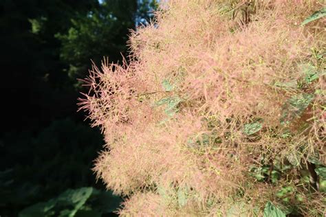 Cotinus Coggygria Young Lady Up To 50 Less Urban Plot