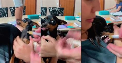 Video Los Berrinches De Un Perro Chihuahua Que No Quería Tomar Su