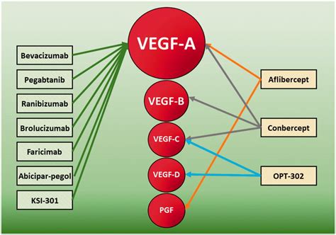 Main Anti Vegf Molecules And Respective Vegf Isoforms Targets