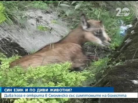 „Син език” плъзна и по дивите животни в Смолянско Nova Bg