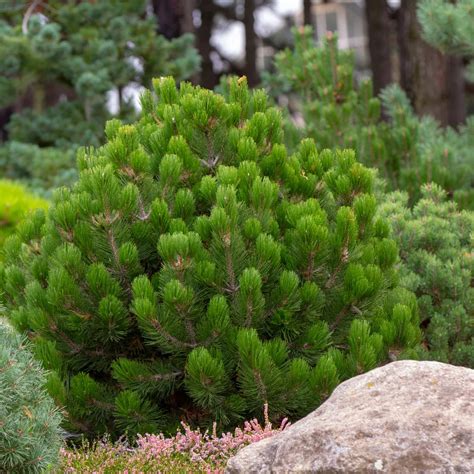 Dwarf Mugo Pine Shrub Hardy Evergreen Groundcover Simply Trees
