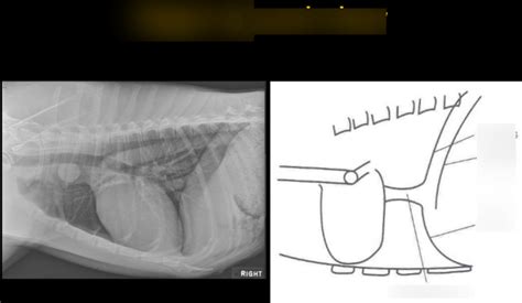 Intro To Thoracic Radiography Images Diagram Quizlet