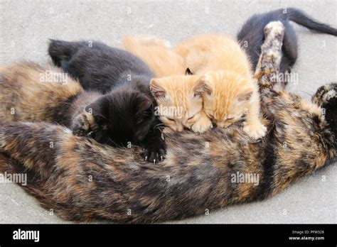 Stray Cats Tortoise Shell