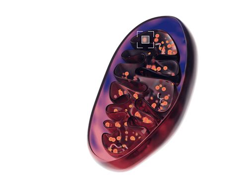 Zeiss Microscopy Vignette[slug]
