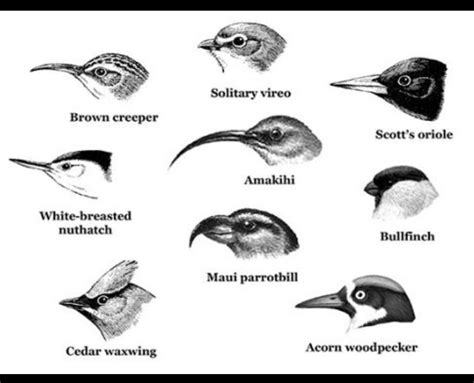 Draw Four Types Of Beaks Of Birds