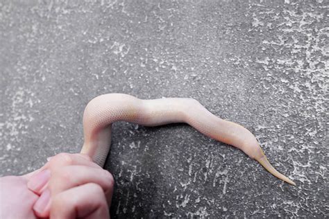 Enchi Or Super Enchi Od Pastel Ivory Reality Ball Python