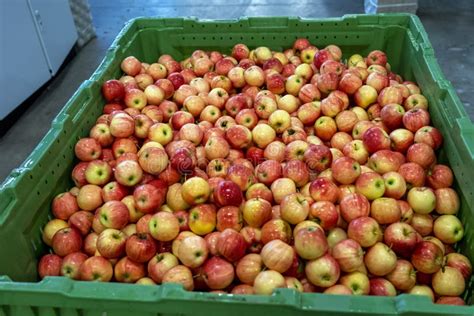 Apple Receiving And Processing In Large Fruit Packing House Facility Prior Distribution To