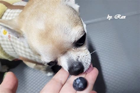 강아지 블루베리 먹어도 되나요 대답은 먹어도 되는 과일 네이버 블로그