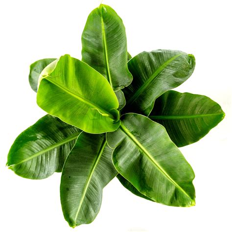 Trees Top View Tree Photoshop Calathea Plant Photoshop Rendering